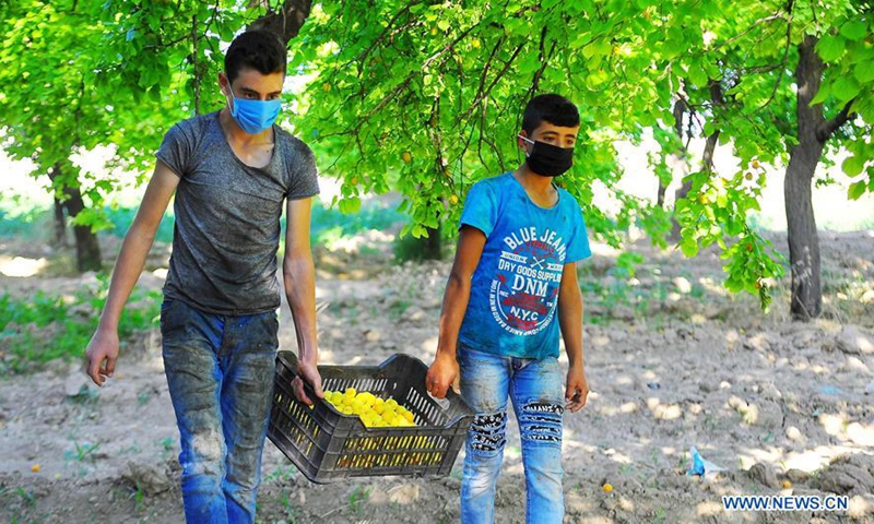 Farmers harvest apricots in countryside of Damascus, Syria - Global Times