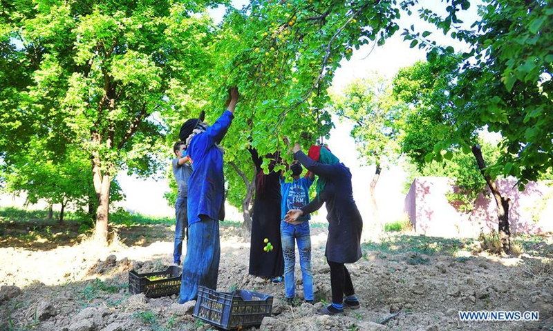 Farmers harvest apricots in countryside of Damascus, Syria - Global Times
