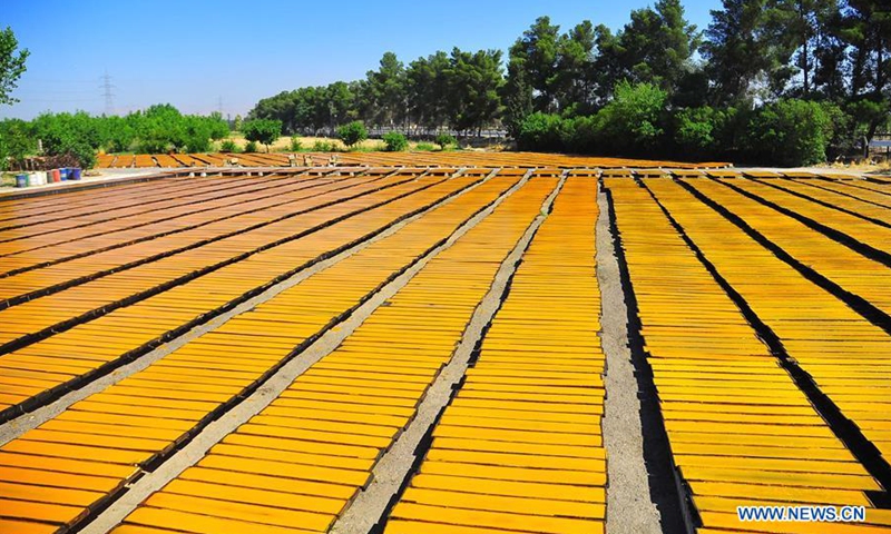 Farmers harvest apricots in countryside of Damascus, Syria - Global Times