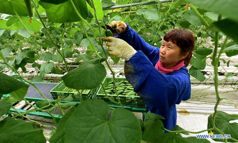 North China's Hebei rushes to replenish Beijing's vegetable supply ...