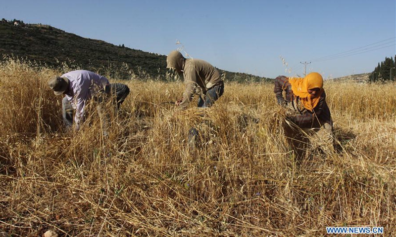 Palestinian farmers harvest wheat at farm in al-Sawiya village - Global ...