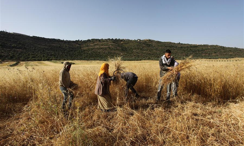Palestinian farmers harvest wheat at farm in al-Sawiya village - Global ...