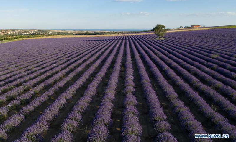 Lavender field in bloom near village of Mesimeri in Greece - Global Times