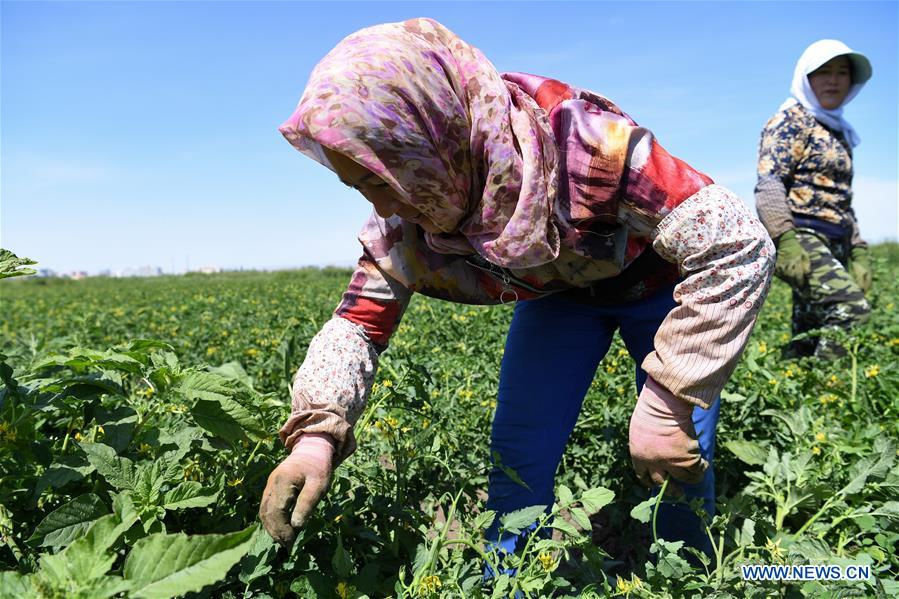 Vegetable planting, winemaking flourish in Xinjiang's county - Global Times