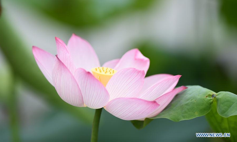 Lotus flowers across China - Global Times