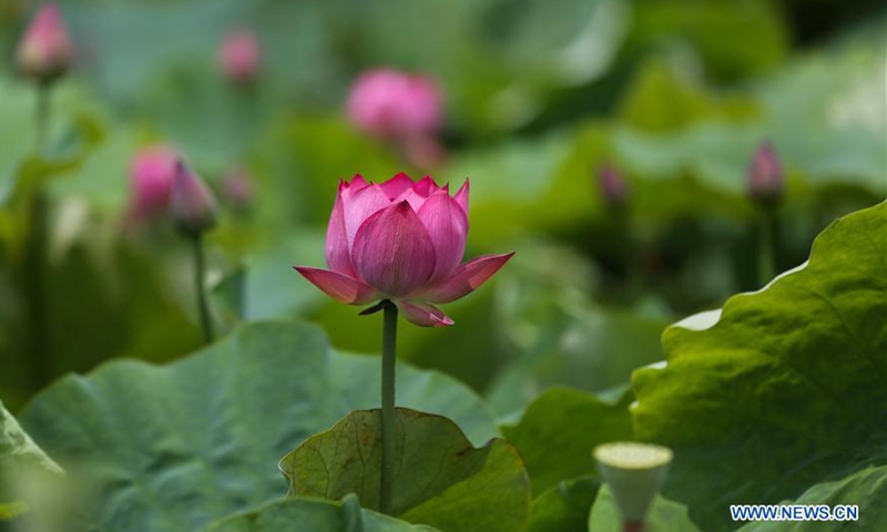 Lotus flowers across China - Global Times