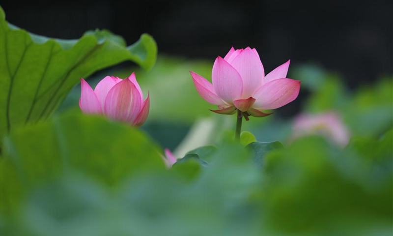 Lotus flowers across China - Global Times