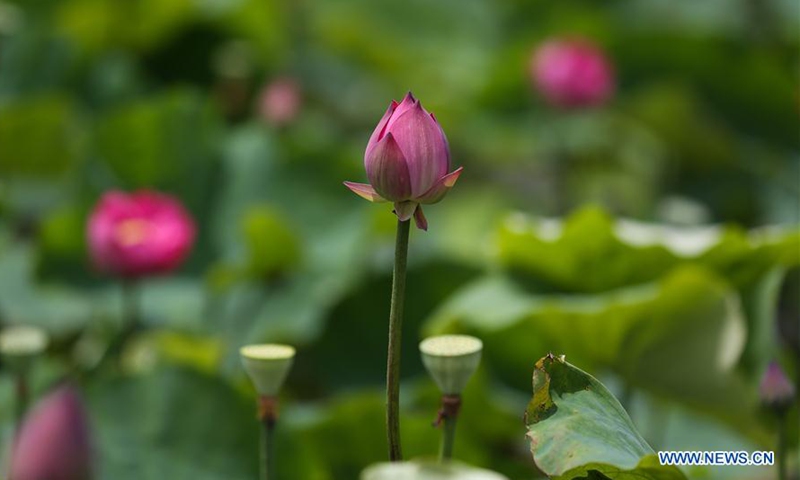 Lotus flowers across China - Global Times