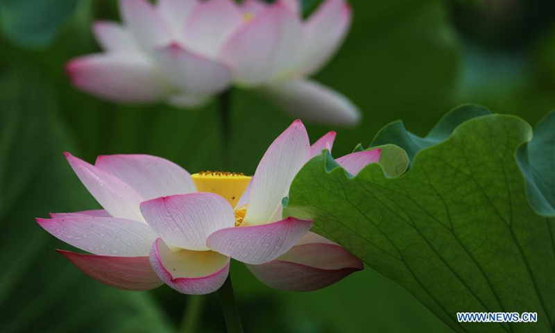 Lotus flowers across China - Global Times