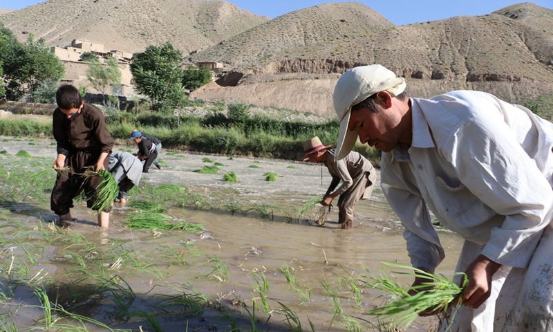 Afghan farmers plant rice seedlings at paddy field - Global Times