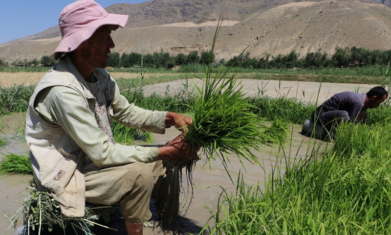 Afghan farmers plant rice seedlings at paddy field - Global Times