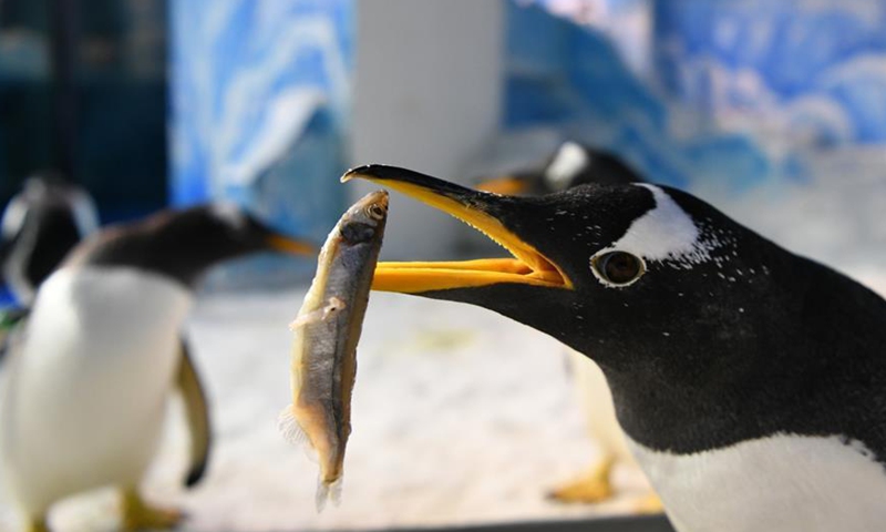 Emperor Penguin Eating Fish Penguin Flightless, Antarctic, Aquatic