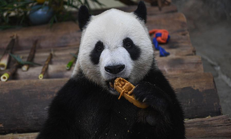 Hainan Tropical Wildlife Park and Botanical Garden prepares special ...