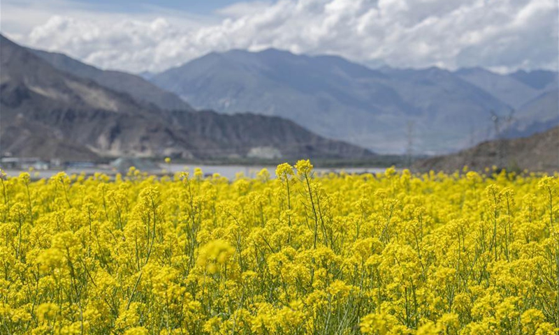 Cole flowers in Lhasa - Global Times