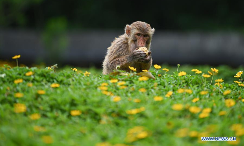Hainan Tropical Wildlife Park and Botanical Garden prepares special ...