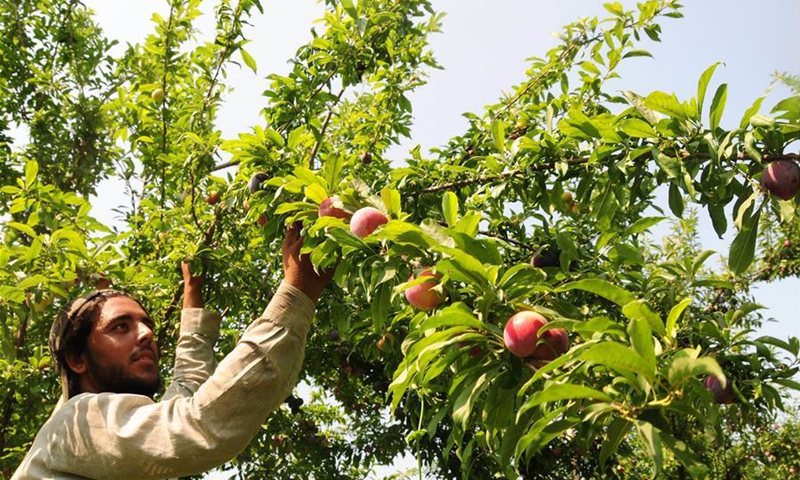 Plum harvest season in Pakistan - Global Times