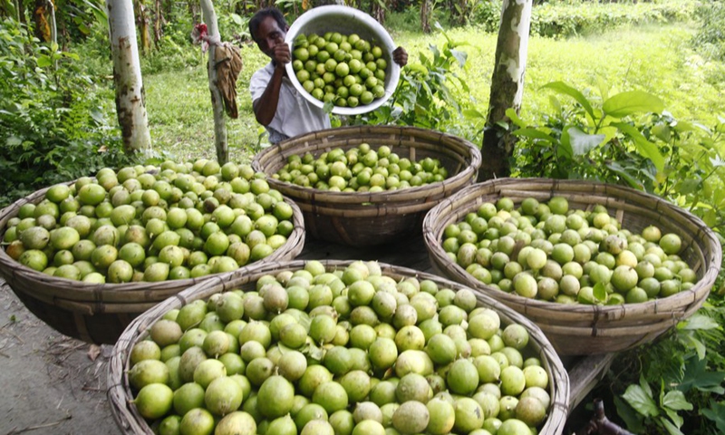 Cultivation of lemon gains popularity in parts of Bangladesh - Global Times