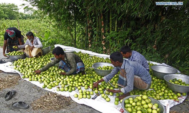 Cultivation of lemon gains popularity in parts of Bangladesh - Global Times