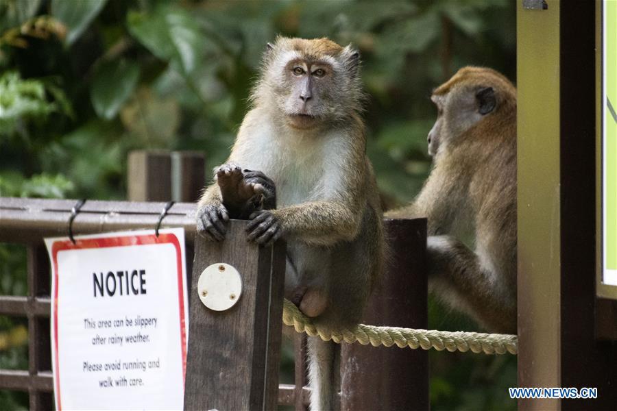 In pics: long-tailed macaques in Singapore's Central Catchment Nature ...