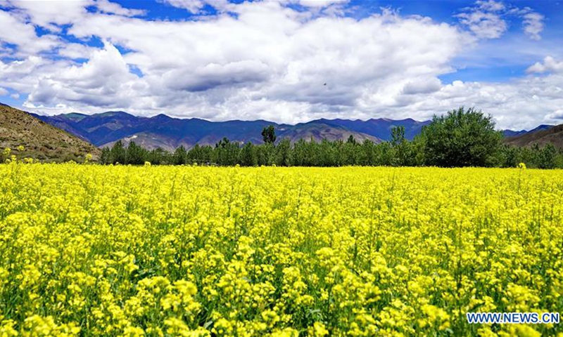 Cole flower field in Tibet - Global Times