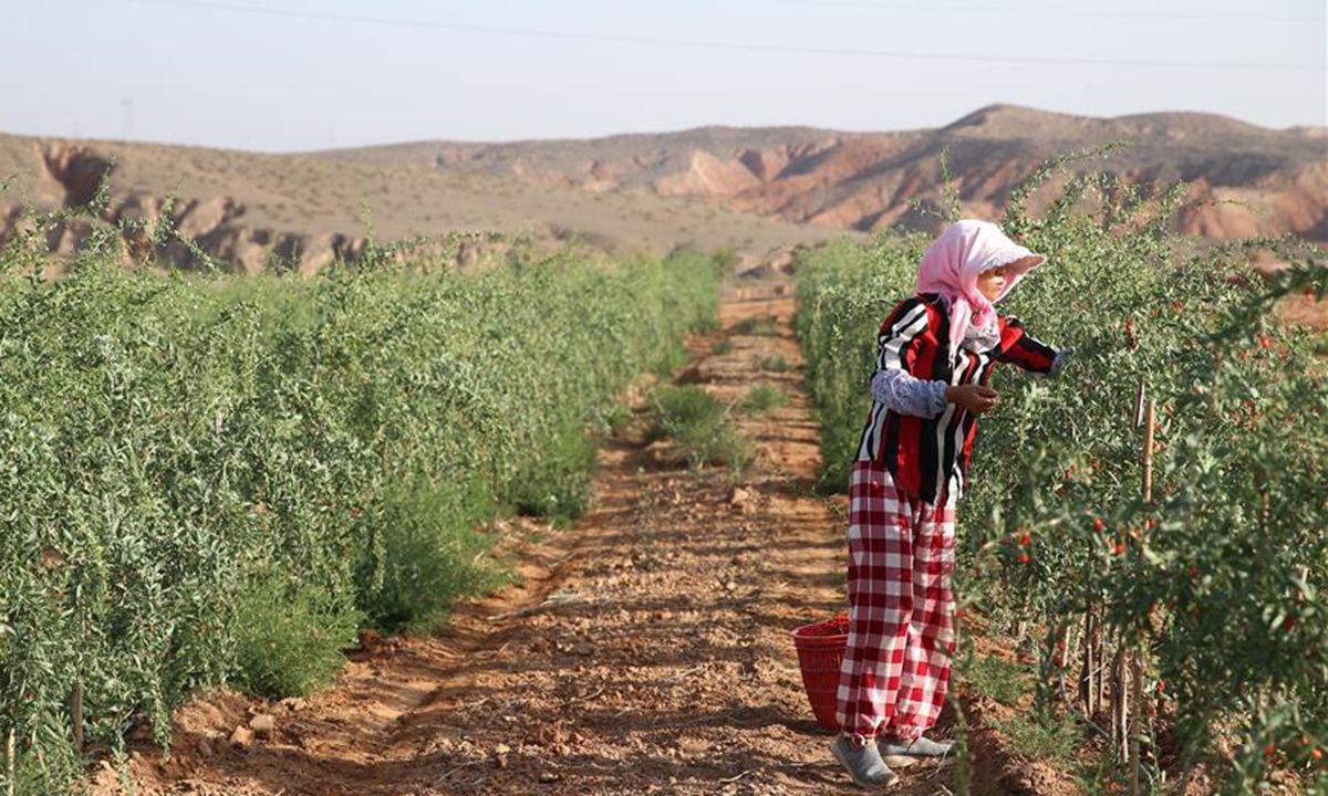 Pic story of goji berry pickers in Ningxia - Global Times