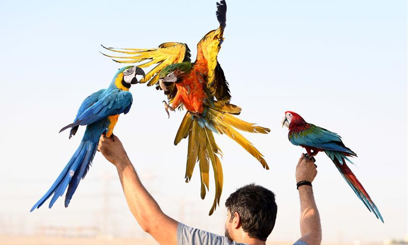 Parrot-training show held in Kuwait - Global Times