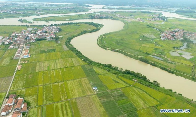 Farmers harvest early rice in Hunan - Global Times