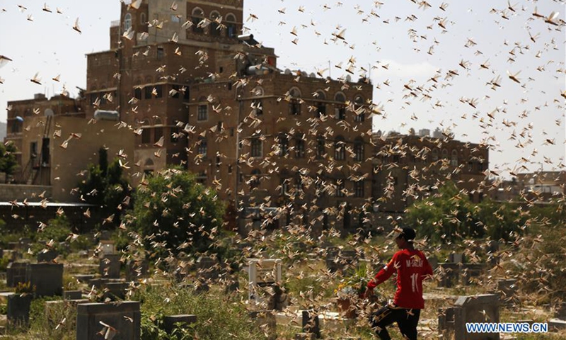 Desert locusts seen in Sanaa, Yemen - Global Times