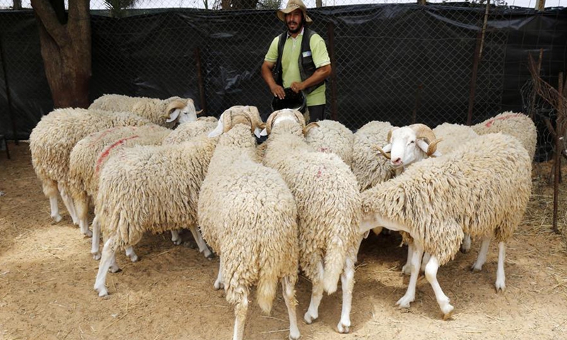 In pics: animal stall ahead of Eid al-Adha in Algiers, Algeria - Global ...
