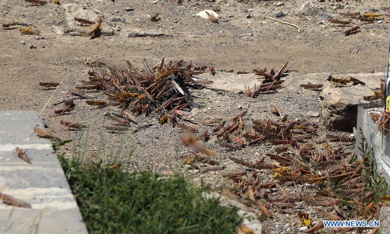 Desert locusts seen in Sanaa, Yemen - Global Times