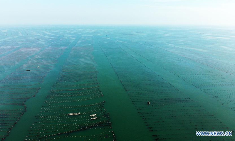 Marine ranches in Rongcheng, E China - Global Times