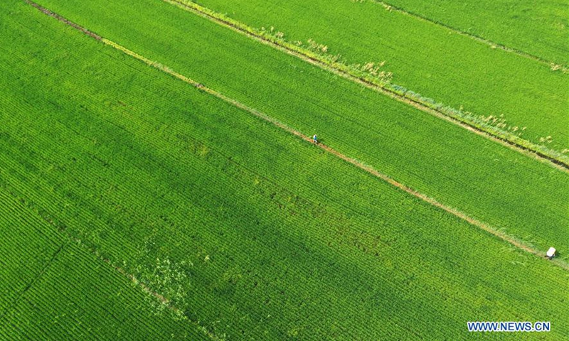 Paddy fields in NE China's Jilin - Global Times