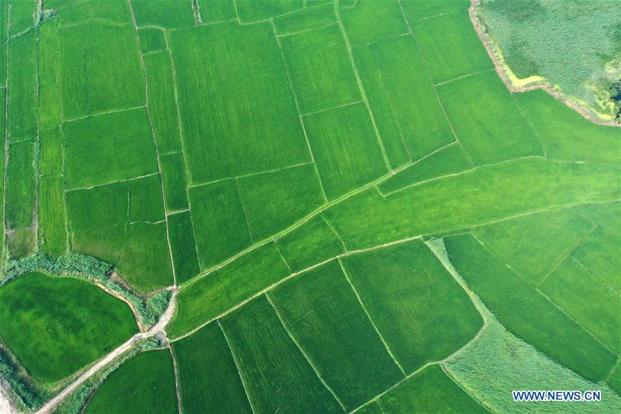 In pics: paddy fields in NE China's Jilin - Global Times