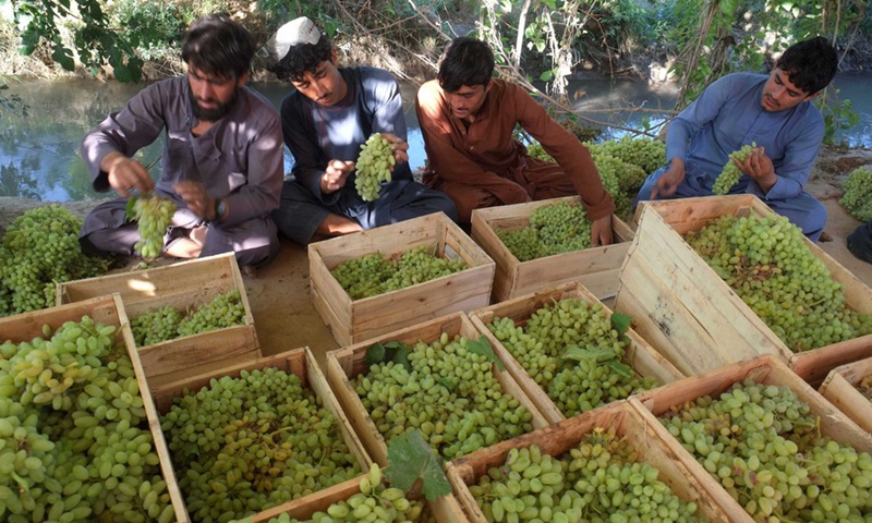 Afghanistan Agriculture