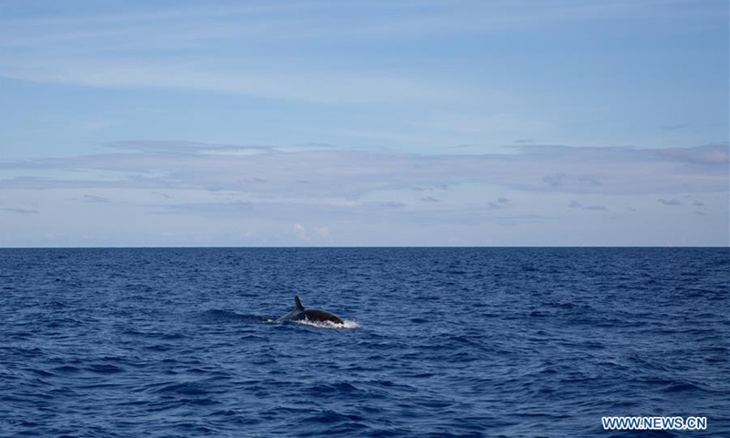 False killer whales seen in South China Sea - Global Times