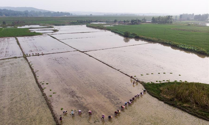 Villagers harvest rice in Lixian County in China's Hunan - Global Times