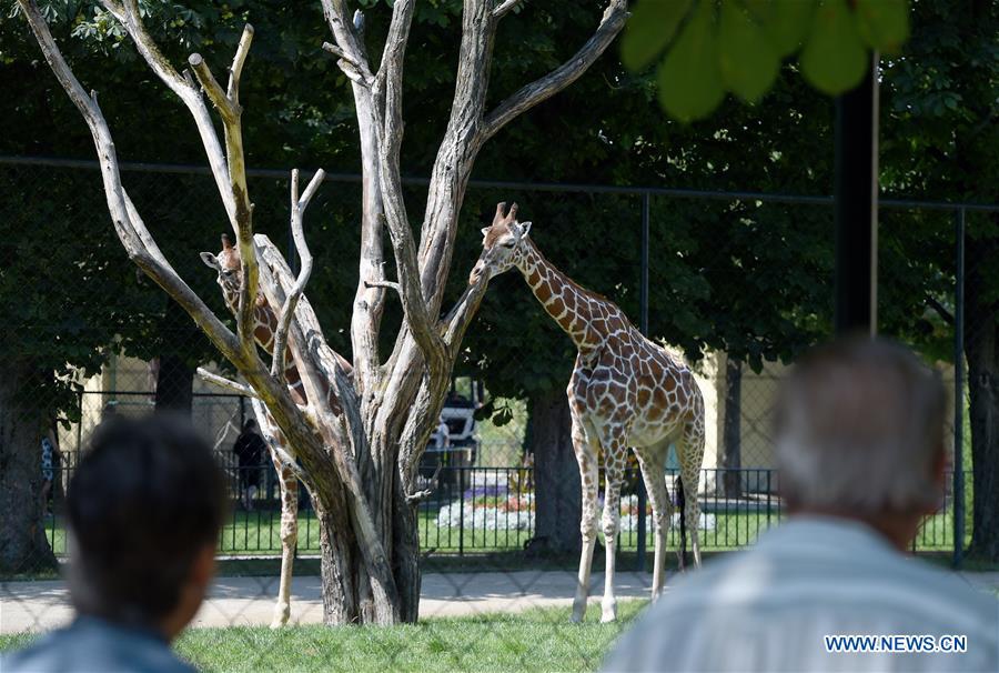 Tourists visit Schonbrunn Zoo in Vienna, Austria - Global Times