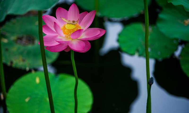 Lotus flowers in Hohhot, Inner Mongolia - Global Times