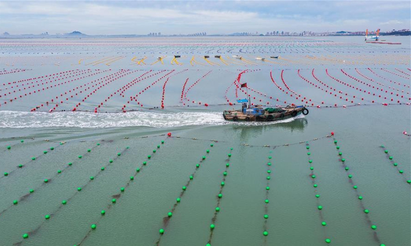 Aquaculture floats at sea farm in Rongcheng, Shandong - Global Times