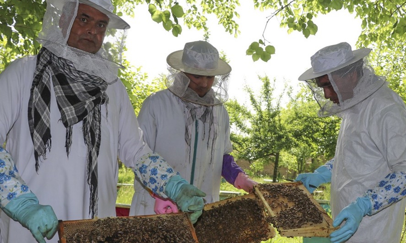 Beekeeping industry expanding in Afghanistan - Global Times