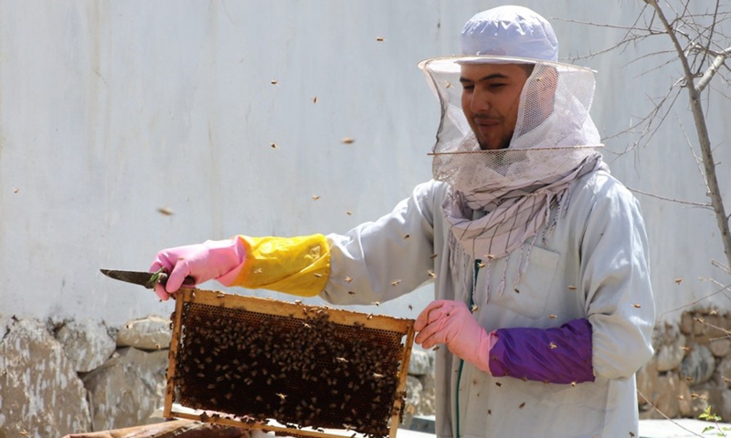 Beekeeping industry expanding in Afghanistan - Global Times