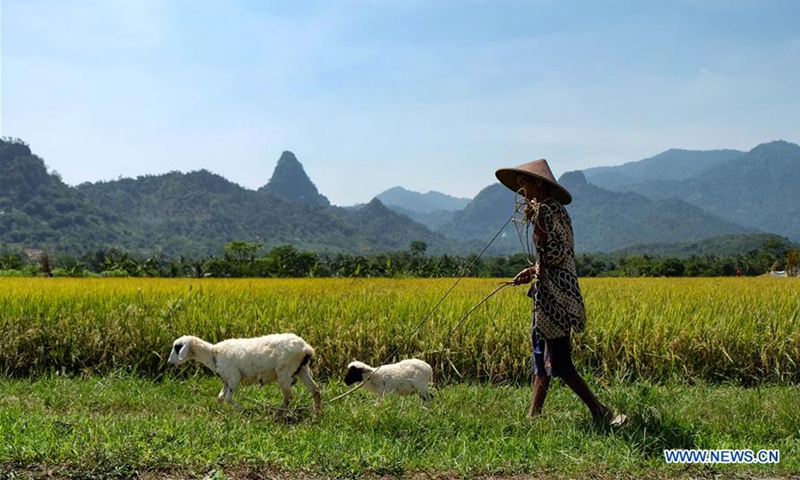 Daily life in Indonesian village - Global Times