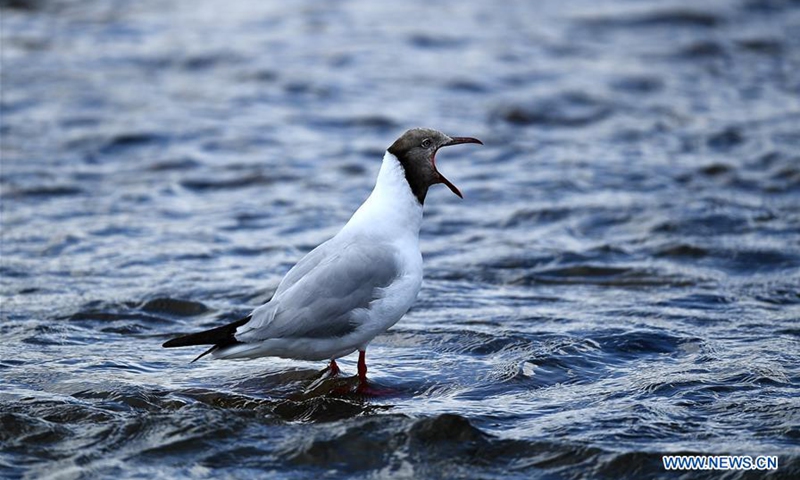 Brown-headed gulls seen in Shaliu River in Gangca County of Qinghai ...