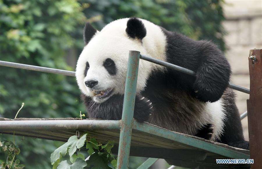 Beijing Zoo prepares facilities to help animals fend off summer heat ...