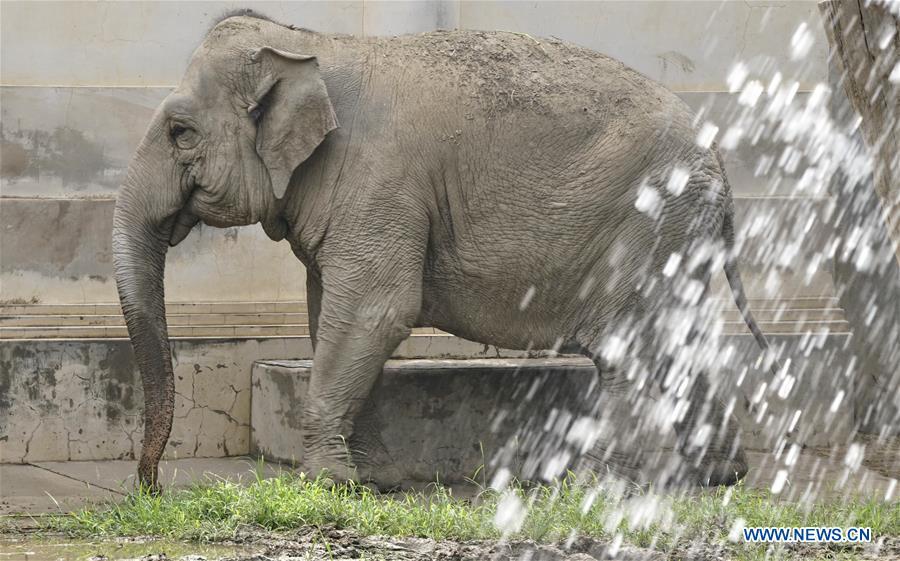 Beijing Zoo prepares facilities to help animals fend off summer heat ...