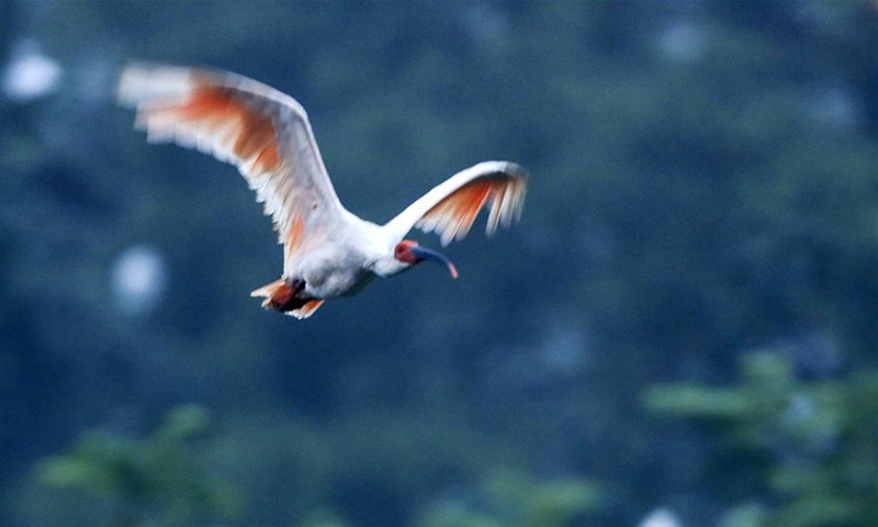Crested ibises seen near Chenjia Village in China's Shaanxi - Global Times