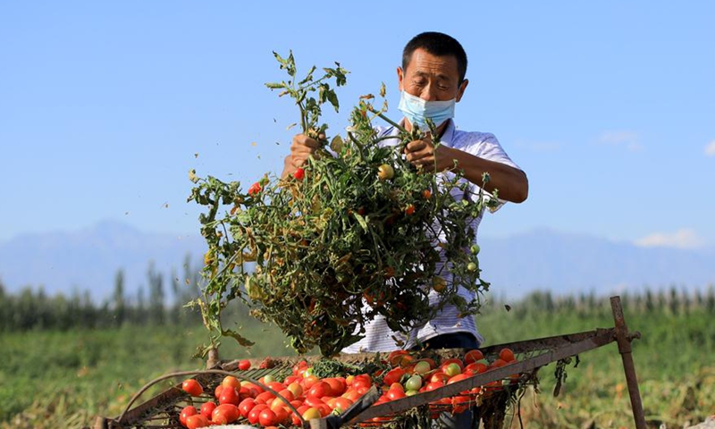 Tomatoes enter mature season in NW China's Xinjiang - Global Times