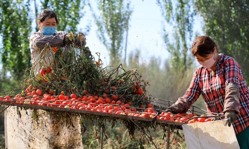 Tomatoes enter mature season in NW China's Xinjiang - Global Times