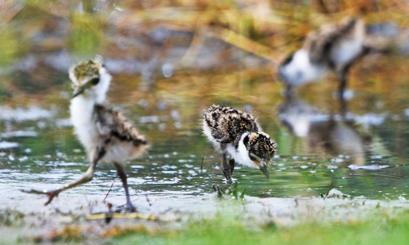 Wild masked lapwing chicks at Singapore's Gardens by the Bay East ...