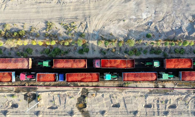 Tomatoes enter mature season in NW China's Xinjiang - Global Times